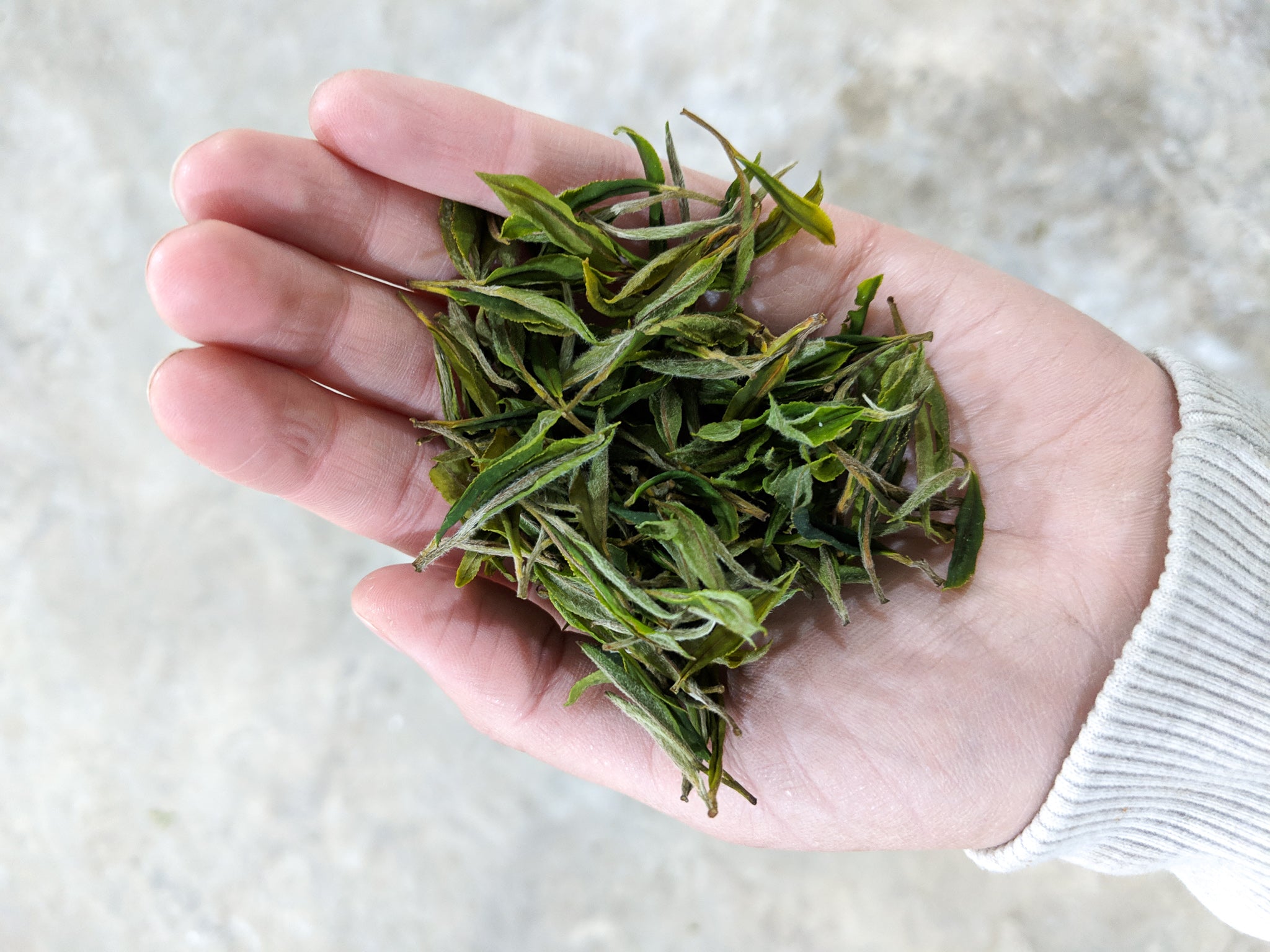 Mis on valge tee? – Renegade Tea Estate