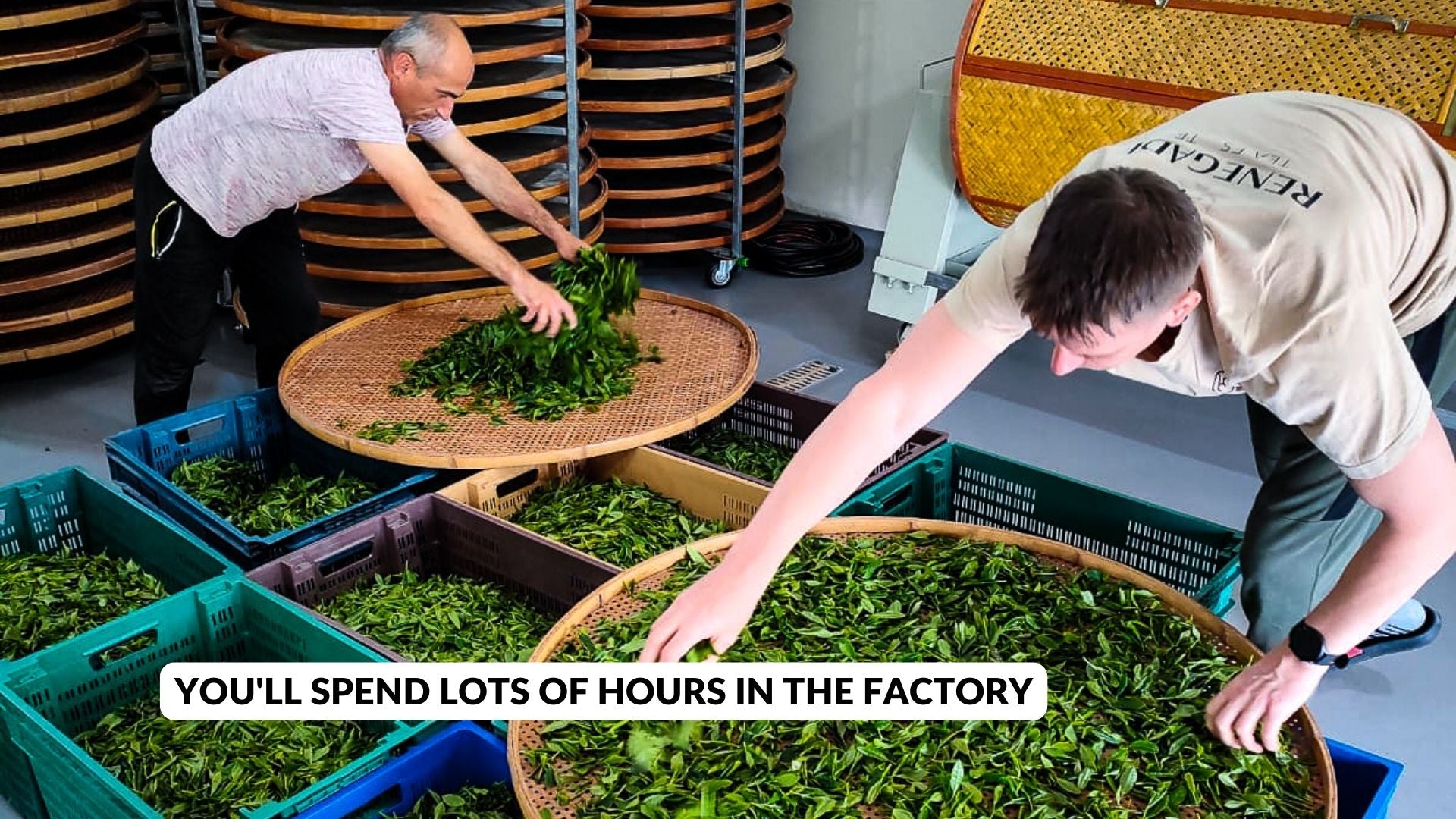 Legendary Tea Master Bootcamp – Learn to make tea on our farm ...