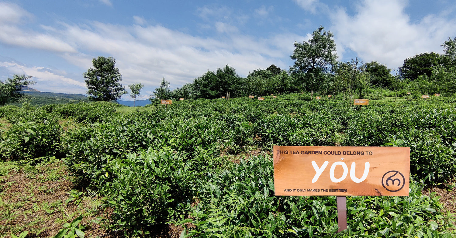 Renegade Tea Estate - a real tea farm in Europe
