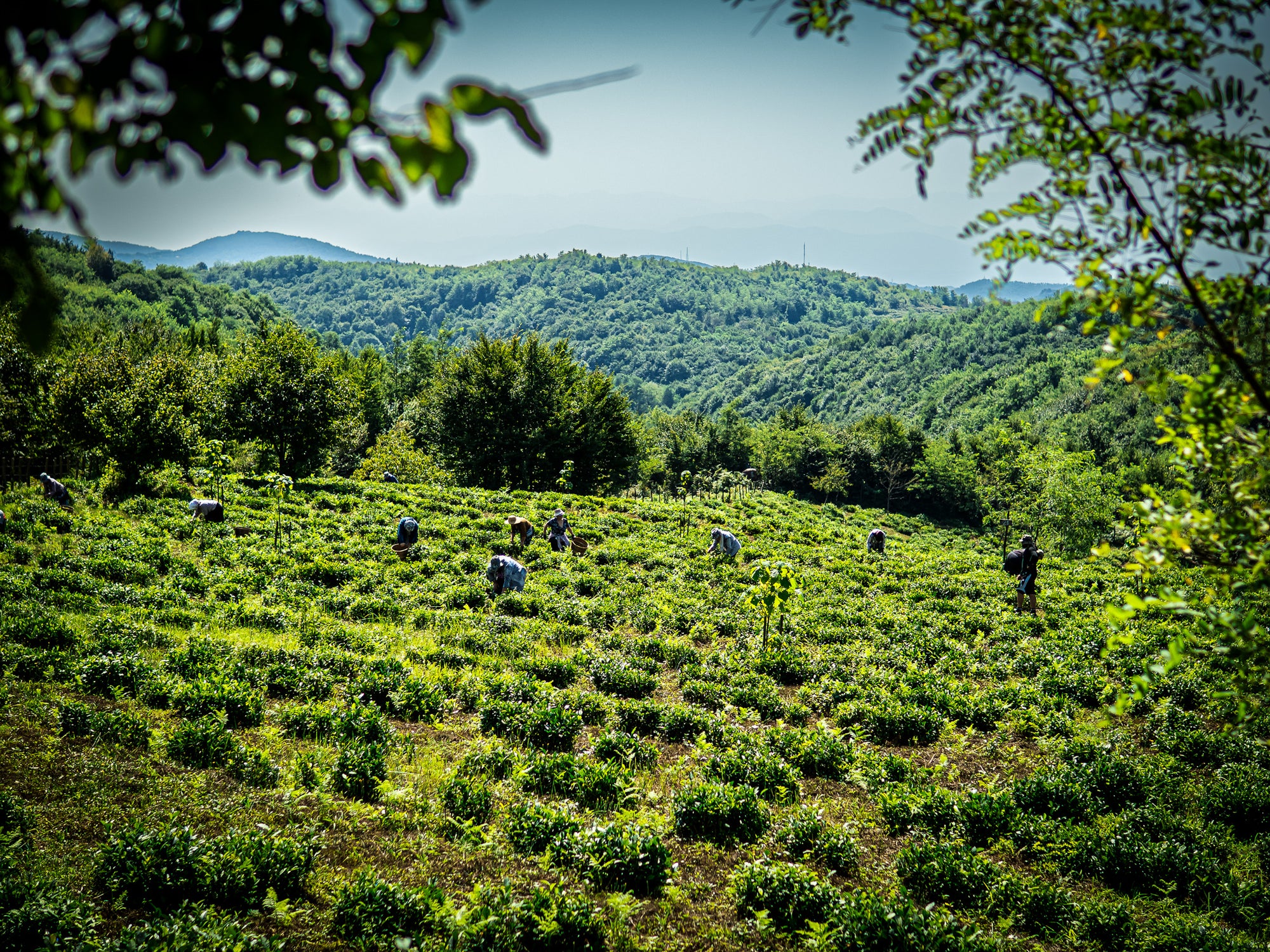 Why Georgian tea is unique – Renegade Tea Estate