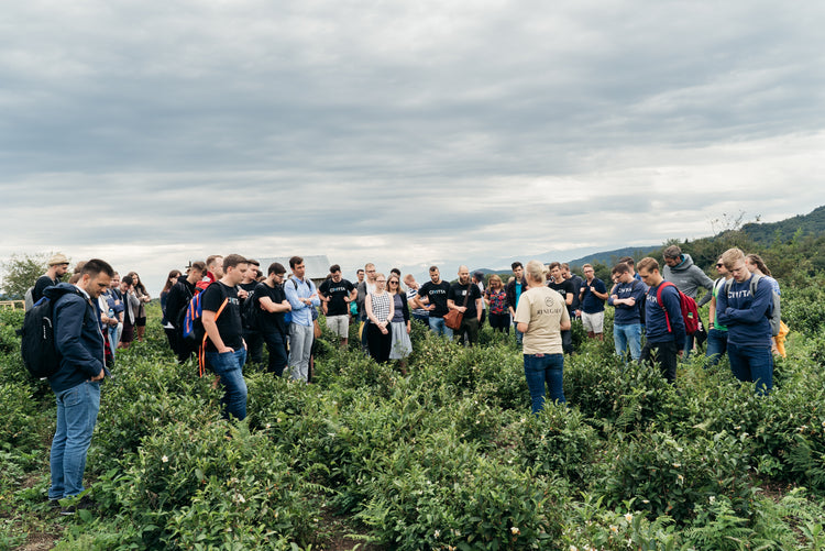 visit – Renegade Tea Estate