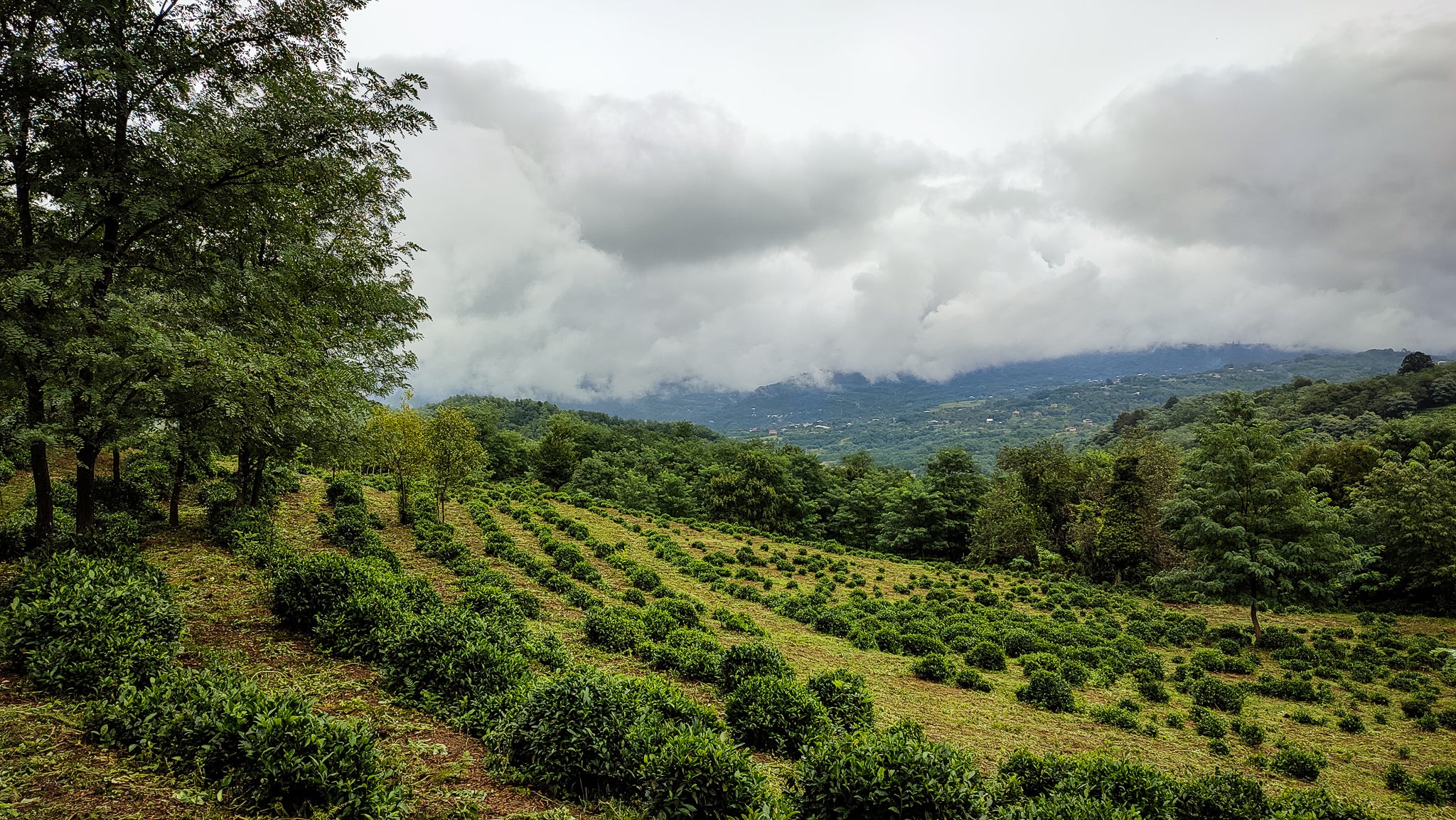 Why Georgian tea is unique – Renegade Tea Estate